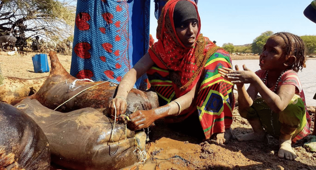 Afar Pastoralist Development Association - Rapid Response Fund ...